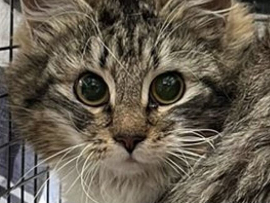 Котёнок " лесной"