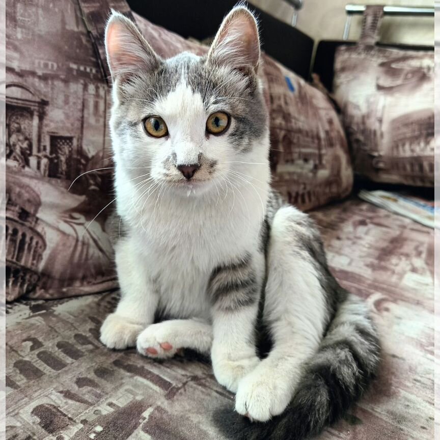 Котёнок в добрые руки