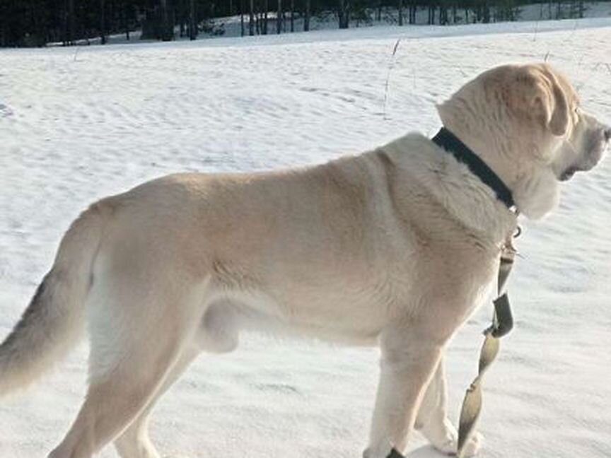 Вязка испанский мастиф