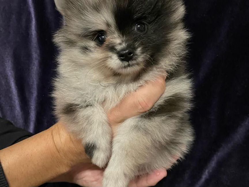 Мраморный Шпиц мальчик 2 мес