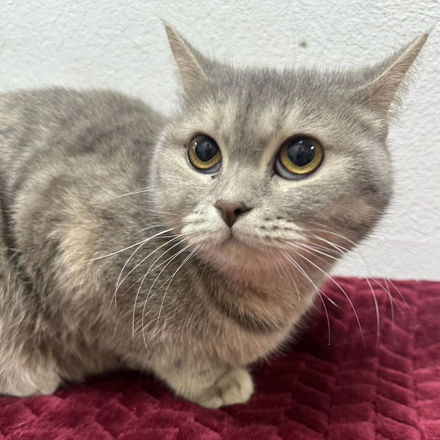 Взрослая, кошка в добрые руки