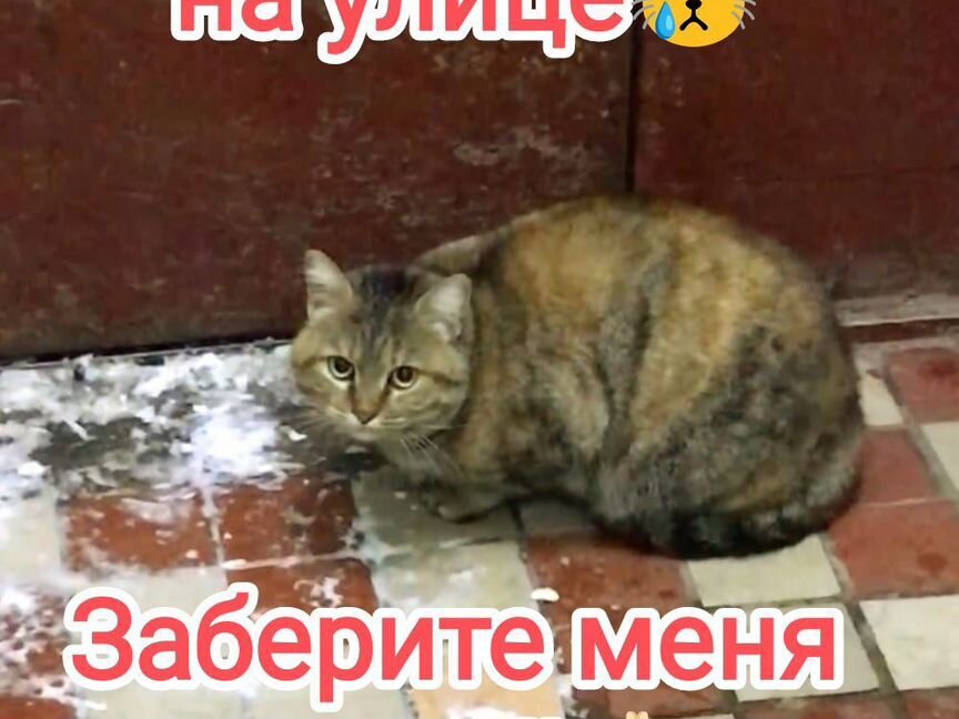 Умирает на морозе котик