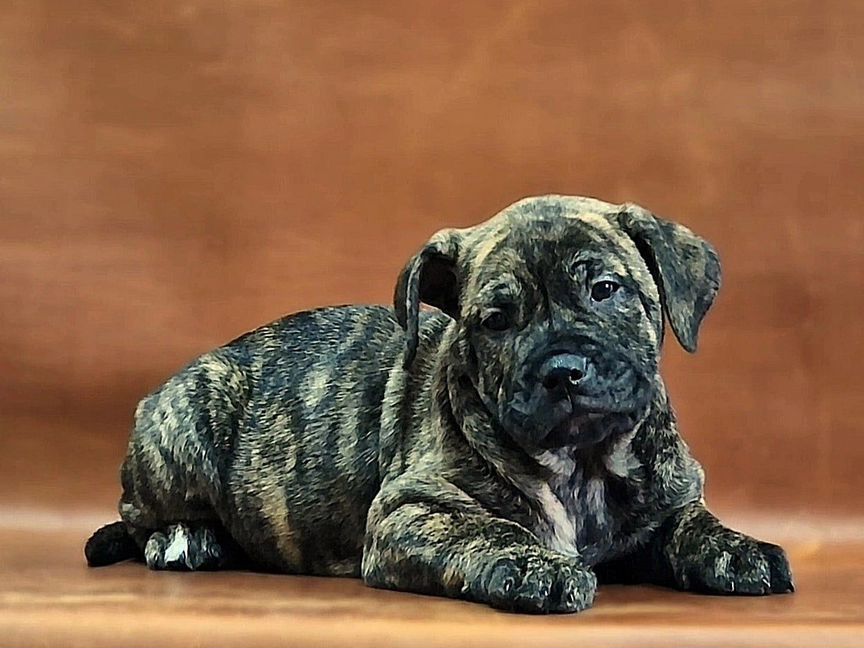 Ка ДЕ бо щенки