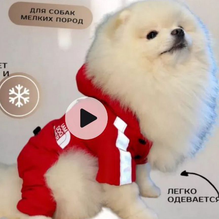 Одежда для маленьких собак