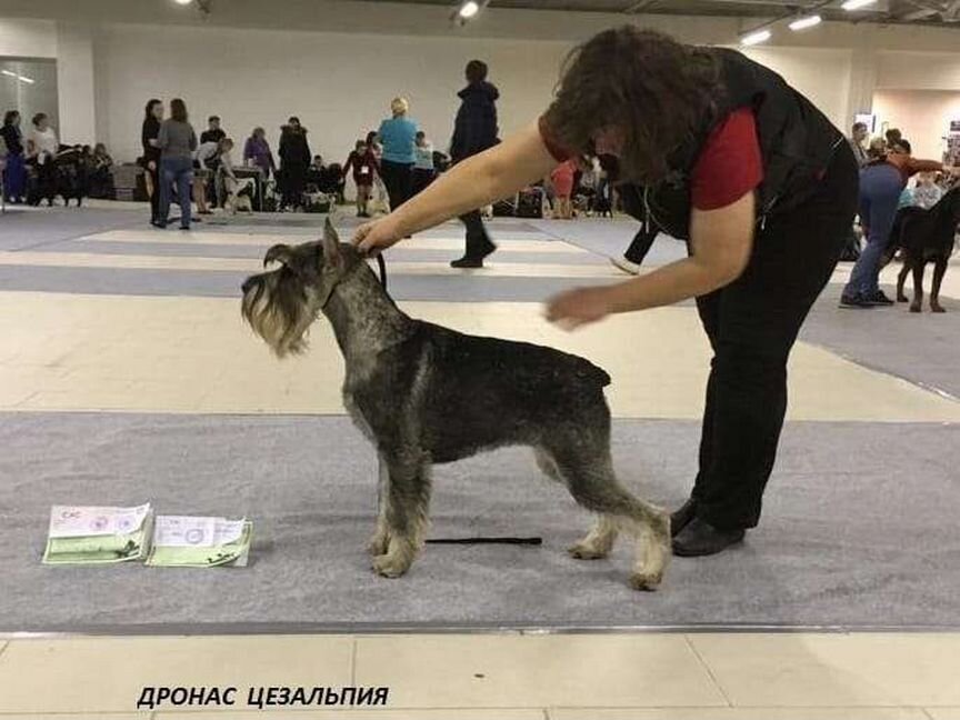 Щенки миттельшнауцера п/с