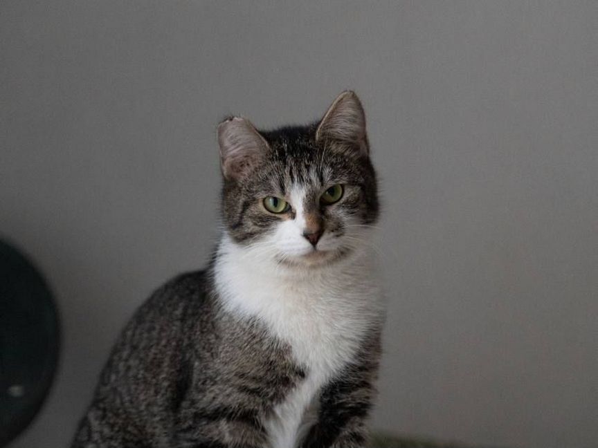 Котик в добрые руки