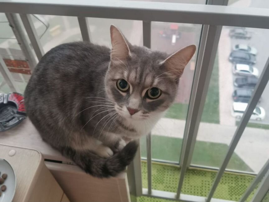 Кошка