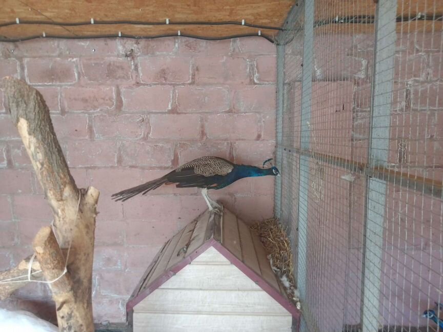 Павлин продажа