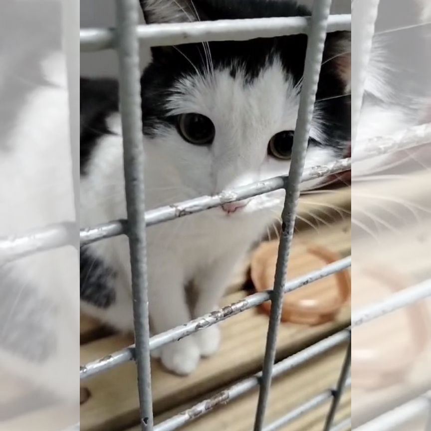Молодой котик