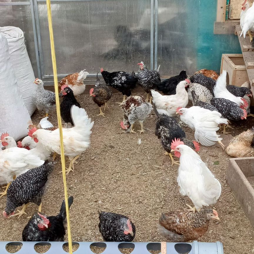 Петушки молодые легорны доминанты