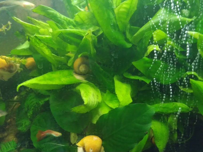 Водоросли в горшках и улитки ампулярии