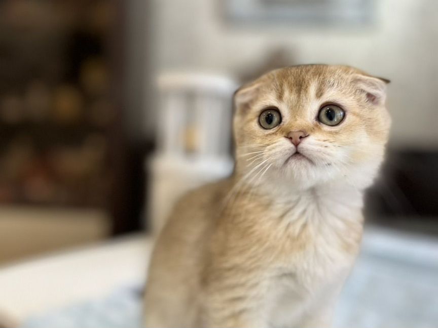 Вислоухий котик золото