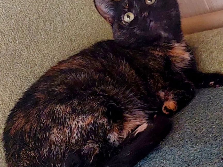 Кошка в добрые руки