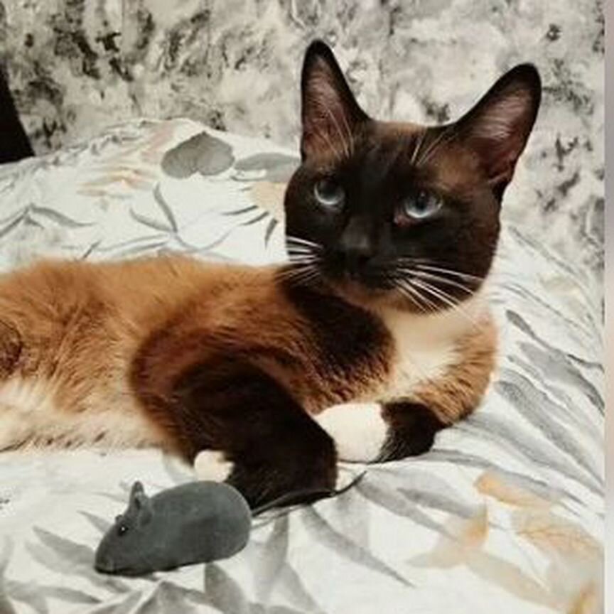 Отдам бесплатно котик