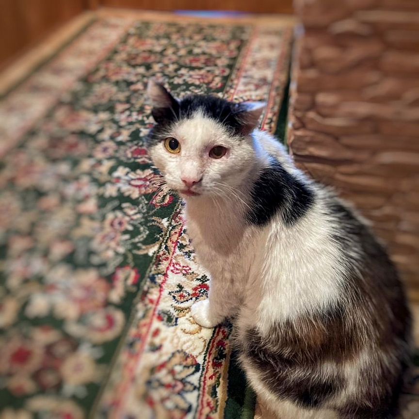 Кот