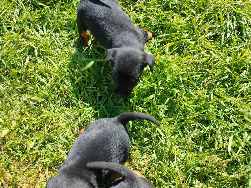 Щенки ягдтерье