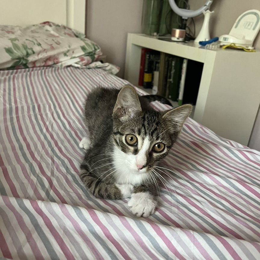 Ласковый котенок Жорик в добрые руки