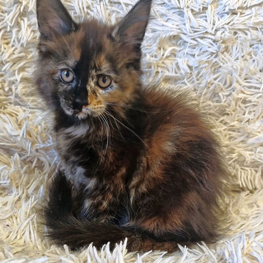 Мейн-кун котёнок