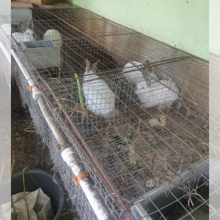 Клетки для кроликов бу