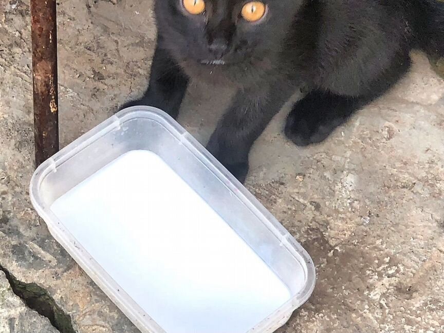 Кошки в добрые руки бесплатно