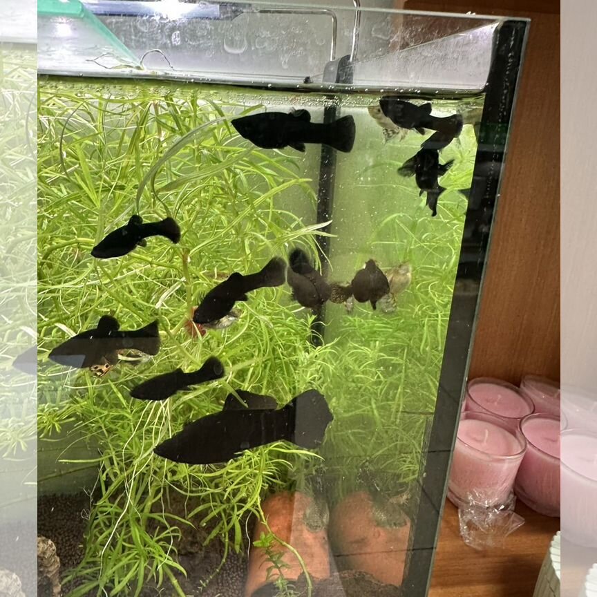 Молинезии черные