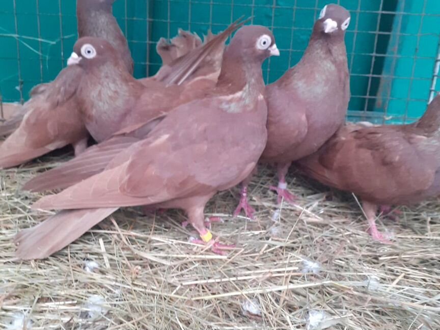 Голуби Ижевскии и венгерскии