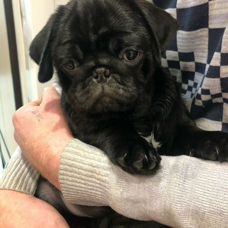 Мопс, щенок