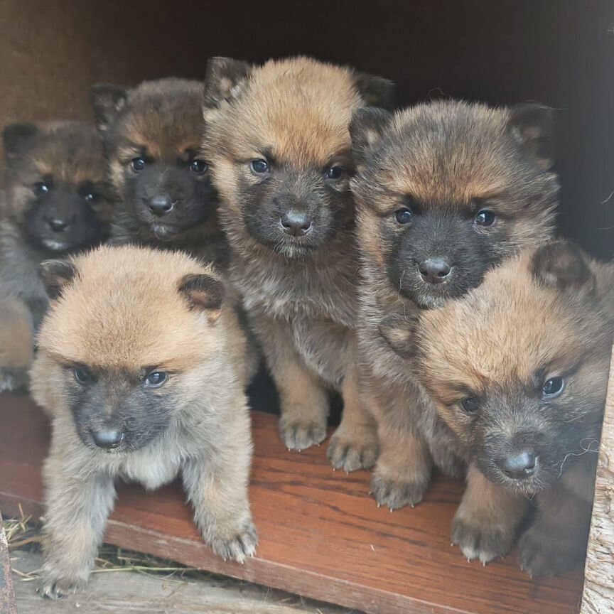 Немецкая овчарка, щенок