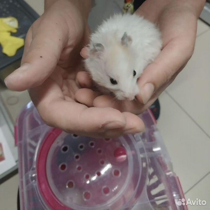 Сирийские хомячки
