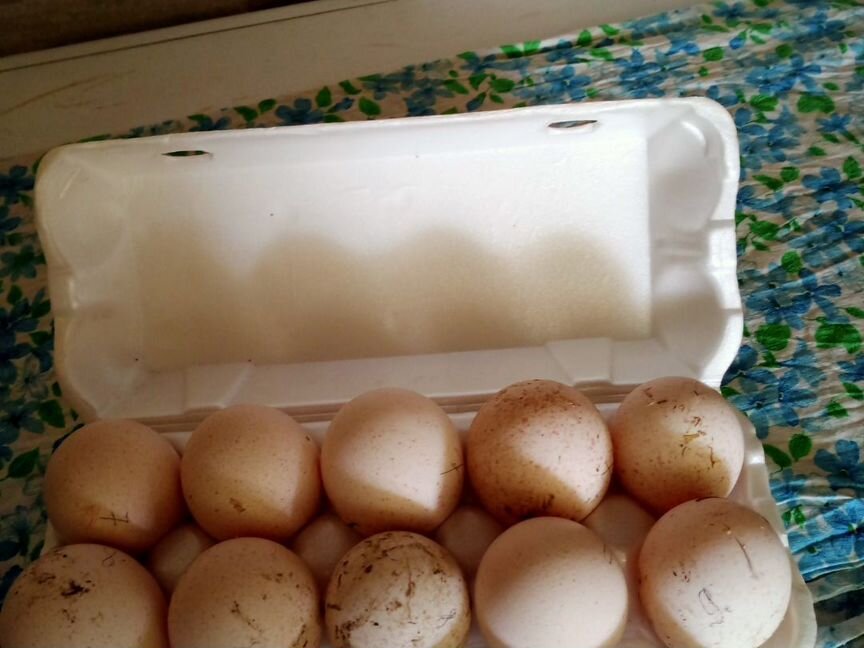 Инкубационное яйцо индюшки