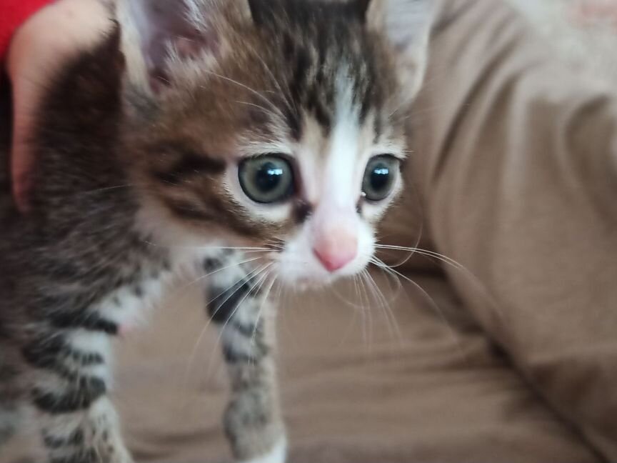 Котенок в добрые руки