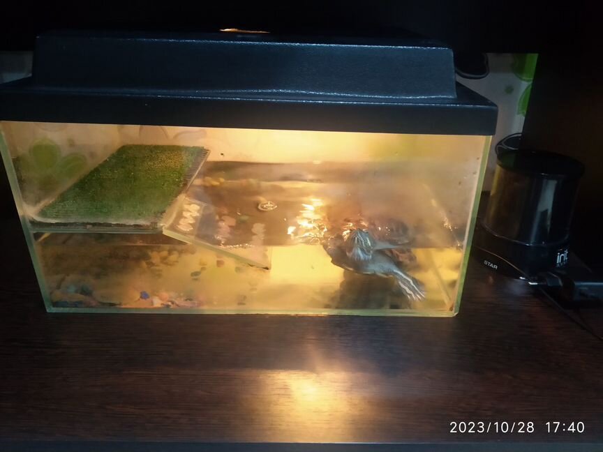 Отдам в добрые руки красноухую черепаху