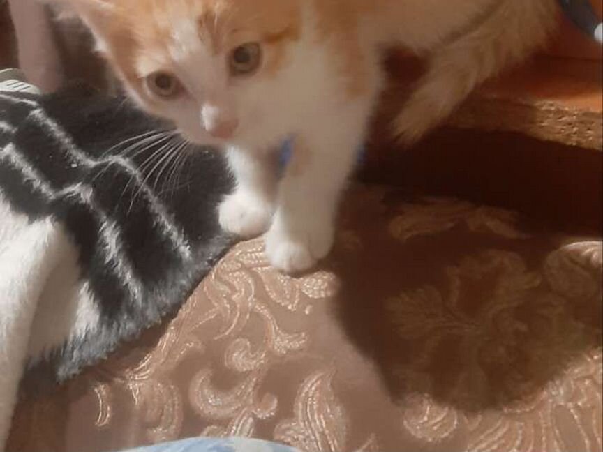 Рыжий котенок ест всё к лотку приучен