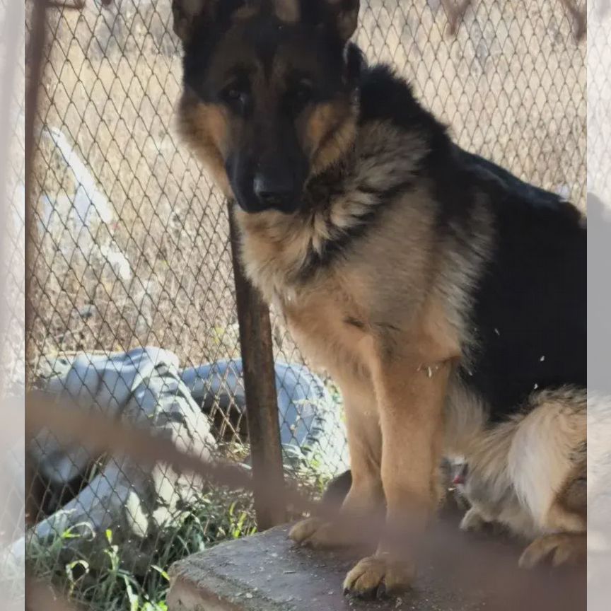 Немецкая овчарка, взрослый пёс