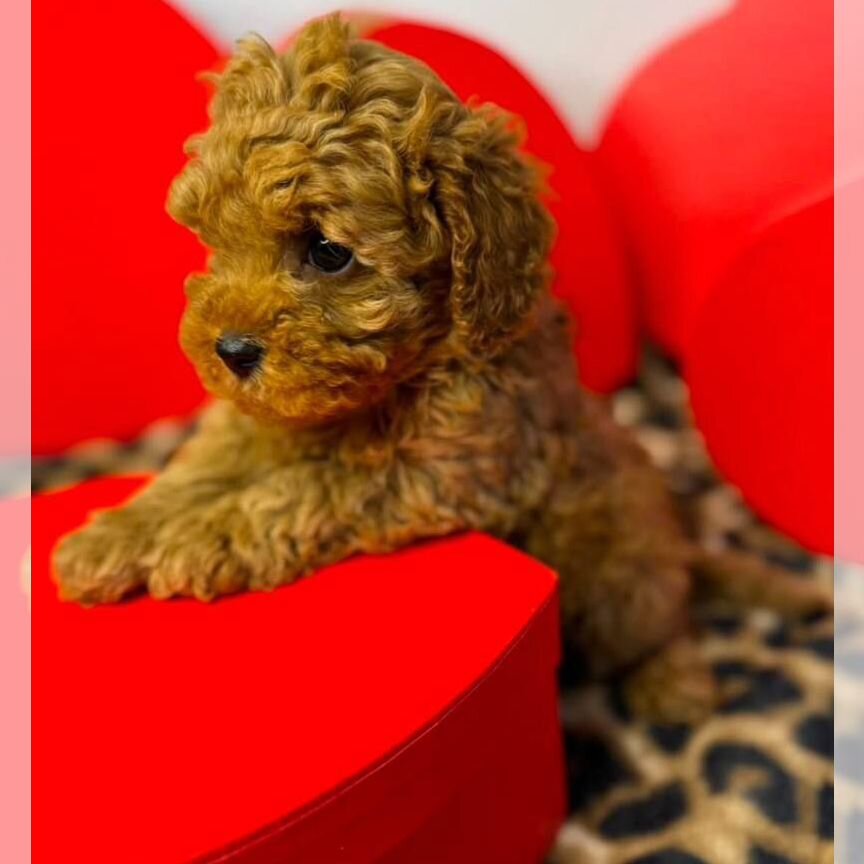 Той-пудель, щенок