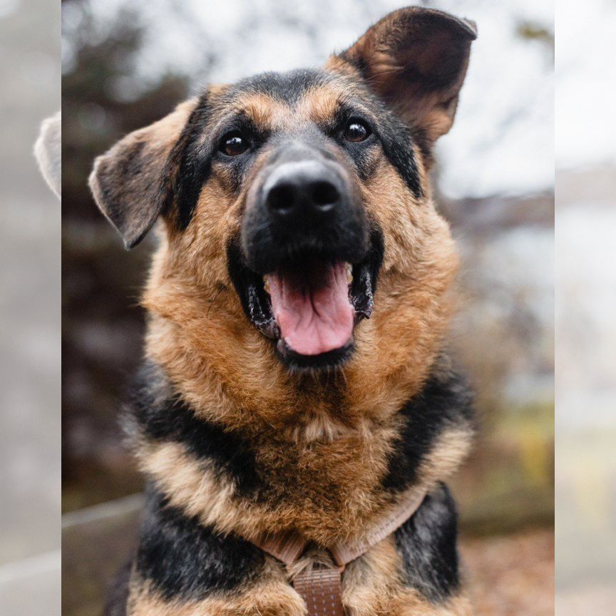 Взрослый пёс в добрые руки