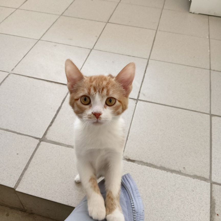 Котята в добрые руки бесплатно