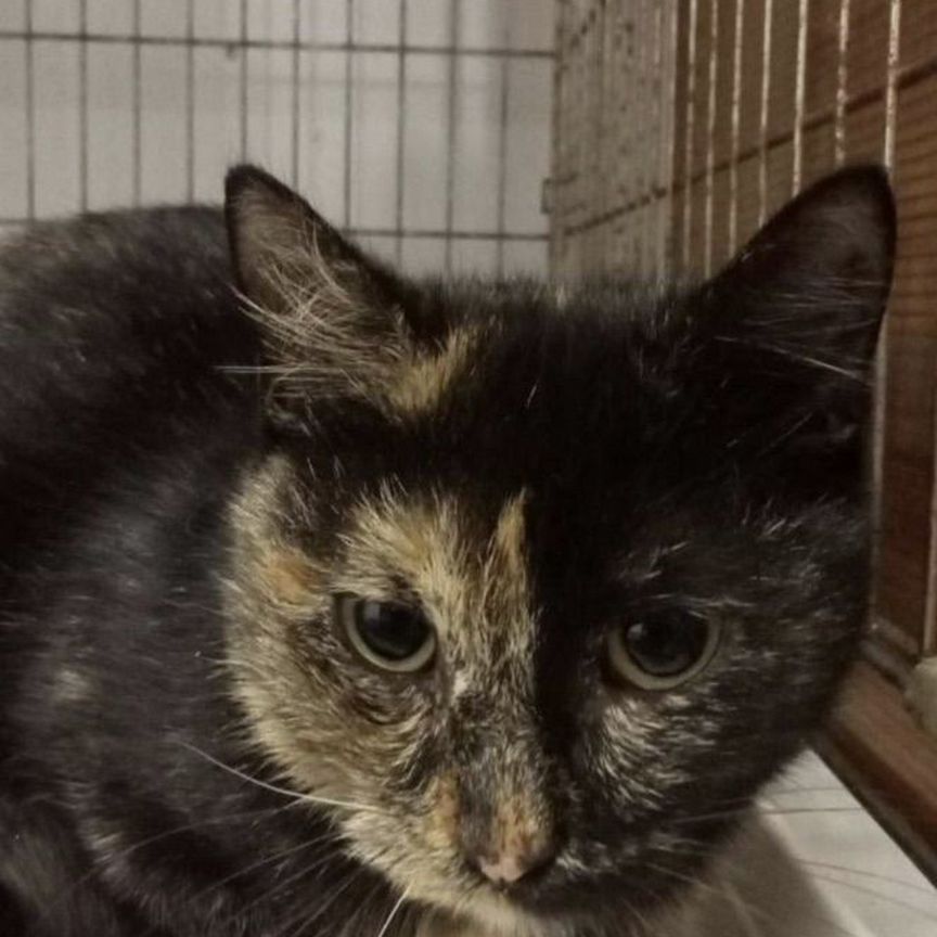 Бесплатно. 3 дня до улицы