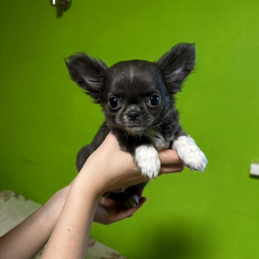 Голубой красавчик