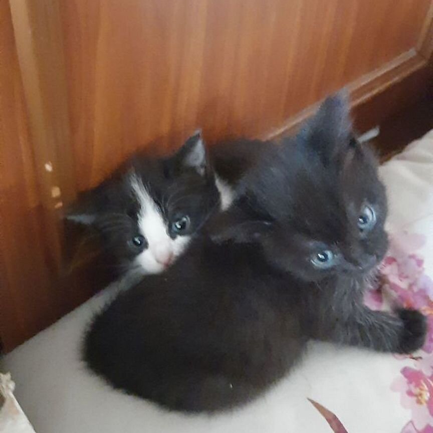 Отдаю котят в добрые руки