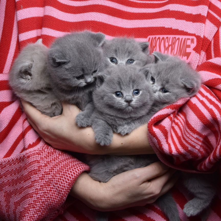 Британские котята Luxury