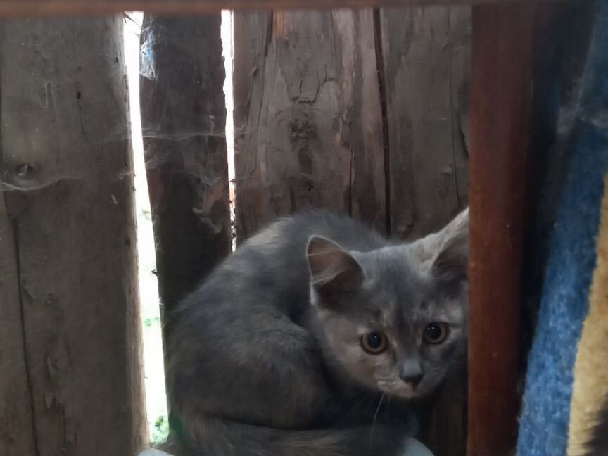 Котята мышеловы в добрые руки