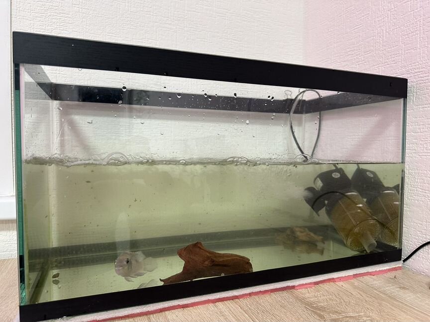 Аквариумные рыбки