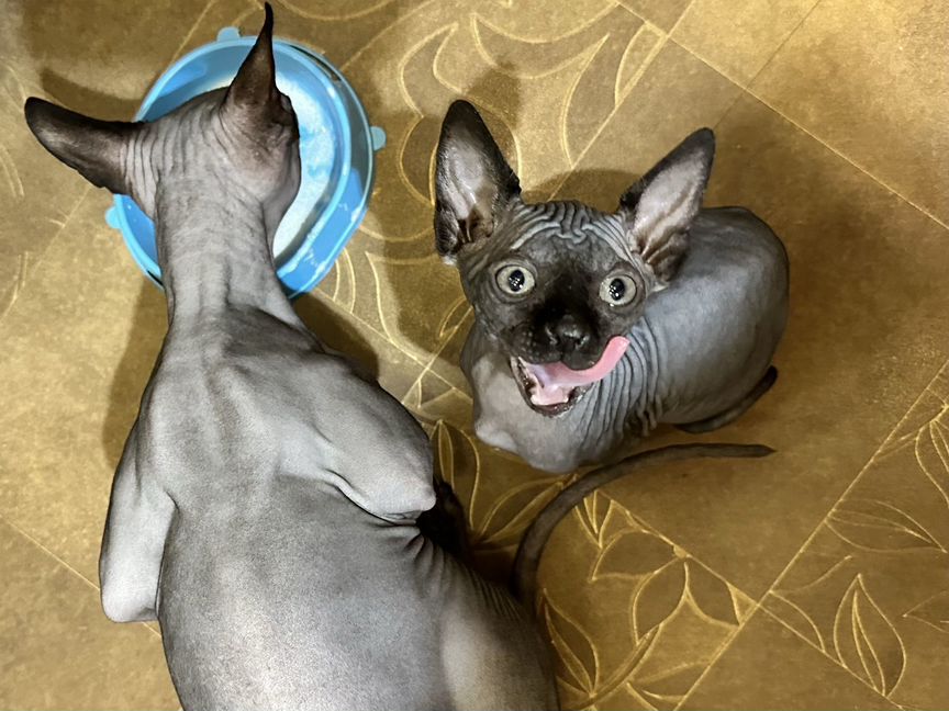 Канадский сфинкс котенок