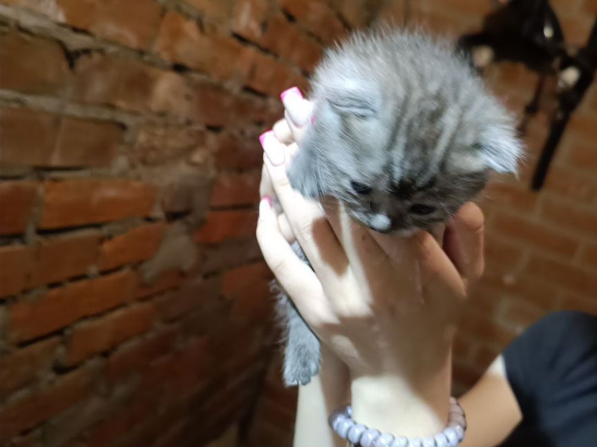 Шотландская вислоухая котята