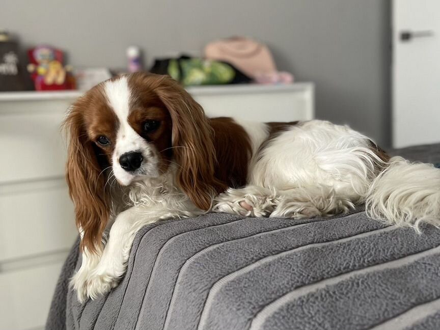 Кавалер Кинг чарльз спаниель вязка