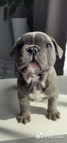 Щенок-французик