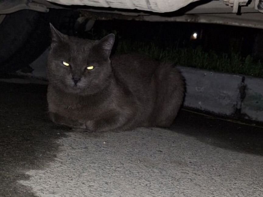 Кот