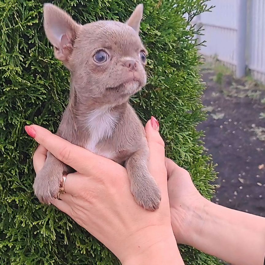 Чихуахуа мини девочка Лаванда