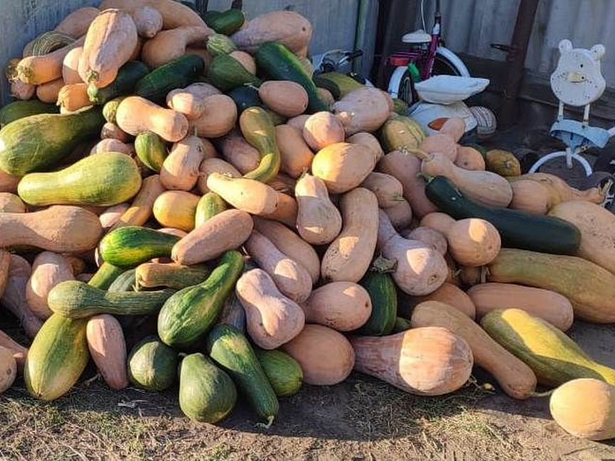 Кабак кормовой